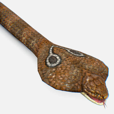 LiveBook3D | 3D Models | Snakes