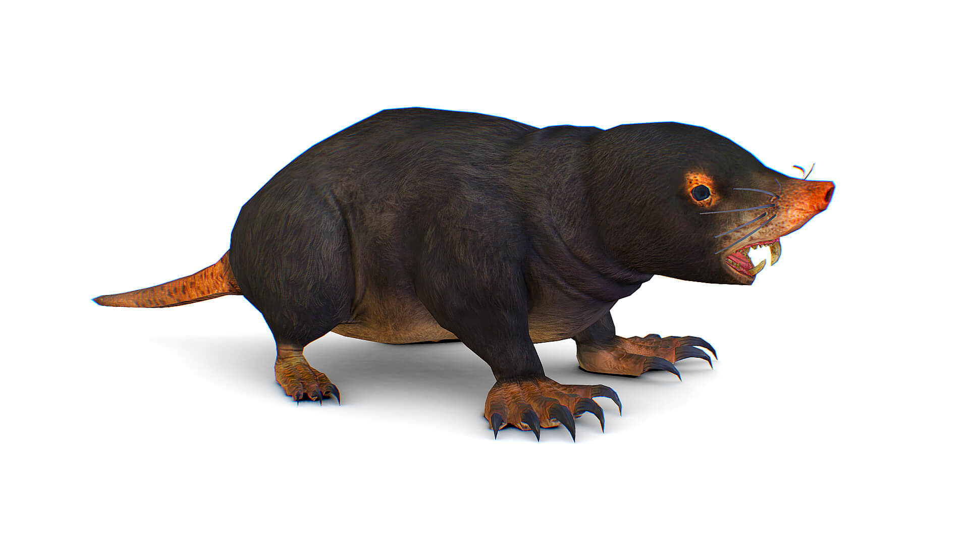 Mole Rodent Black Animal Underground Mammal - 3D Model by LiveBook3D