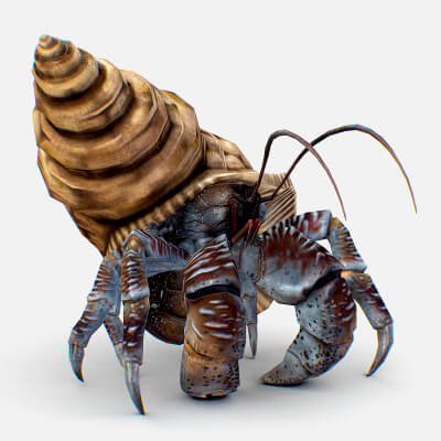 Blue Giant Crab Shell Crayfish Arthropods Sea Animal - 3D Model by ...