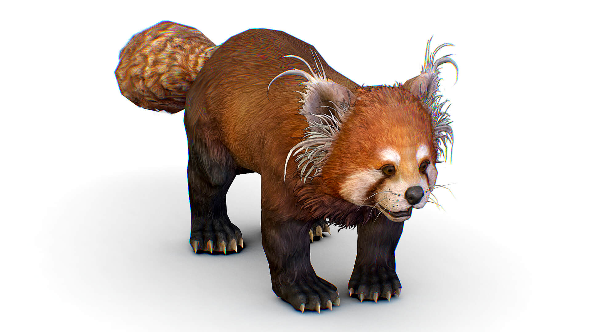 Red Panda Wild Animal Realistic Mammal - 3D Model by LiveBook3D