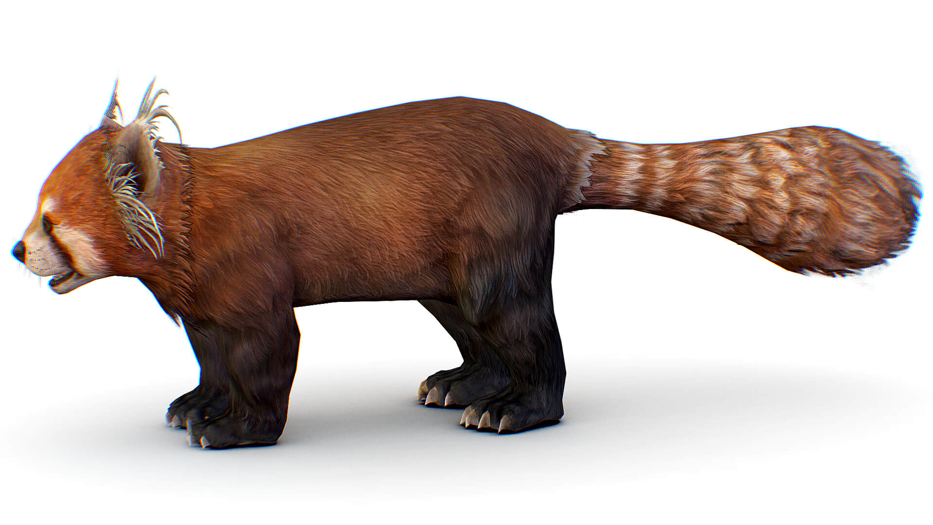 Red Panda Wild Animal Realistic Mammal - 3D Model by LiveBook3D
