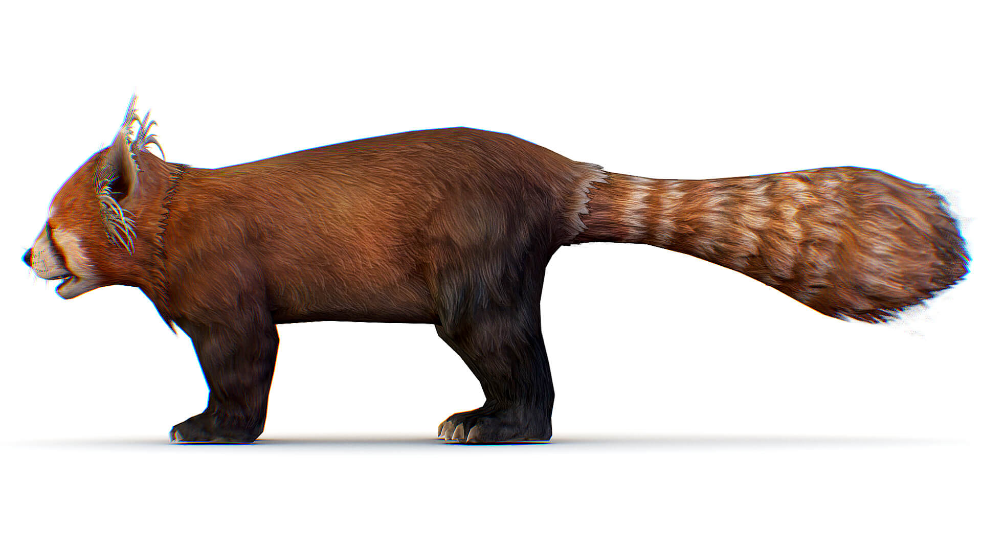 Red Panda Wild Animal Realistic Mammal - 3D Model by LiveBook3D