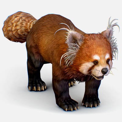 Red Panda Wild Animal Realistic Mammal - 3D Model by LiveBook3D