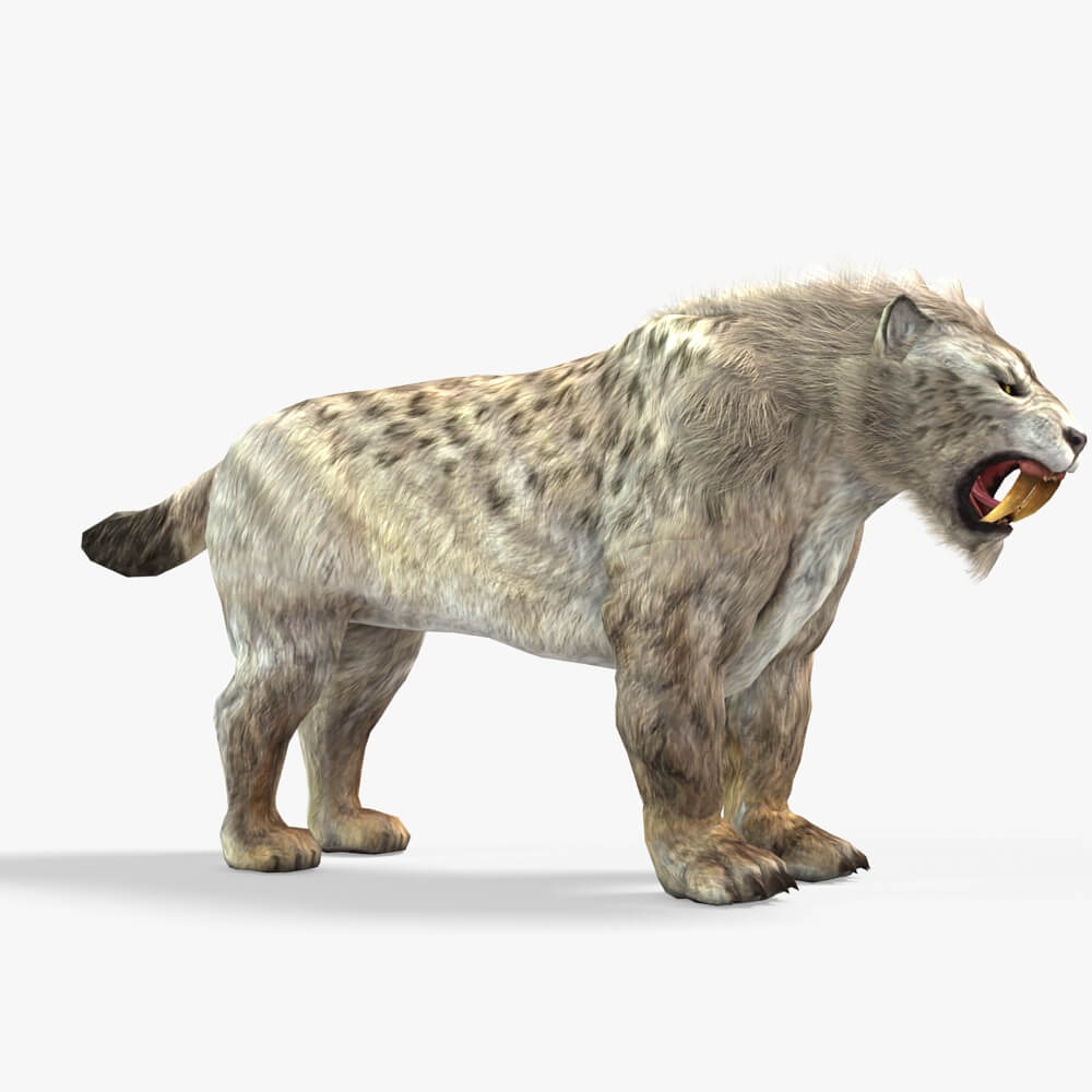 Saber Toothed Tiger Sabertoothed Cave Lion Wild Cat White - 3D Model by ...