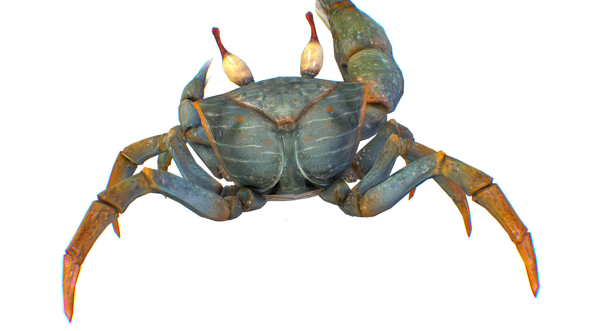 Tasmanian Giant Crab Blue Arthropods Sea Animal - 3D Model by LiveBook3D