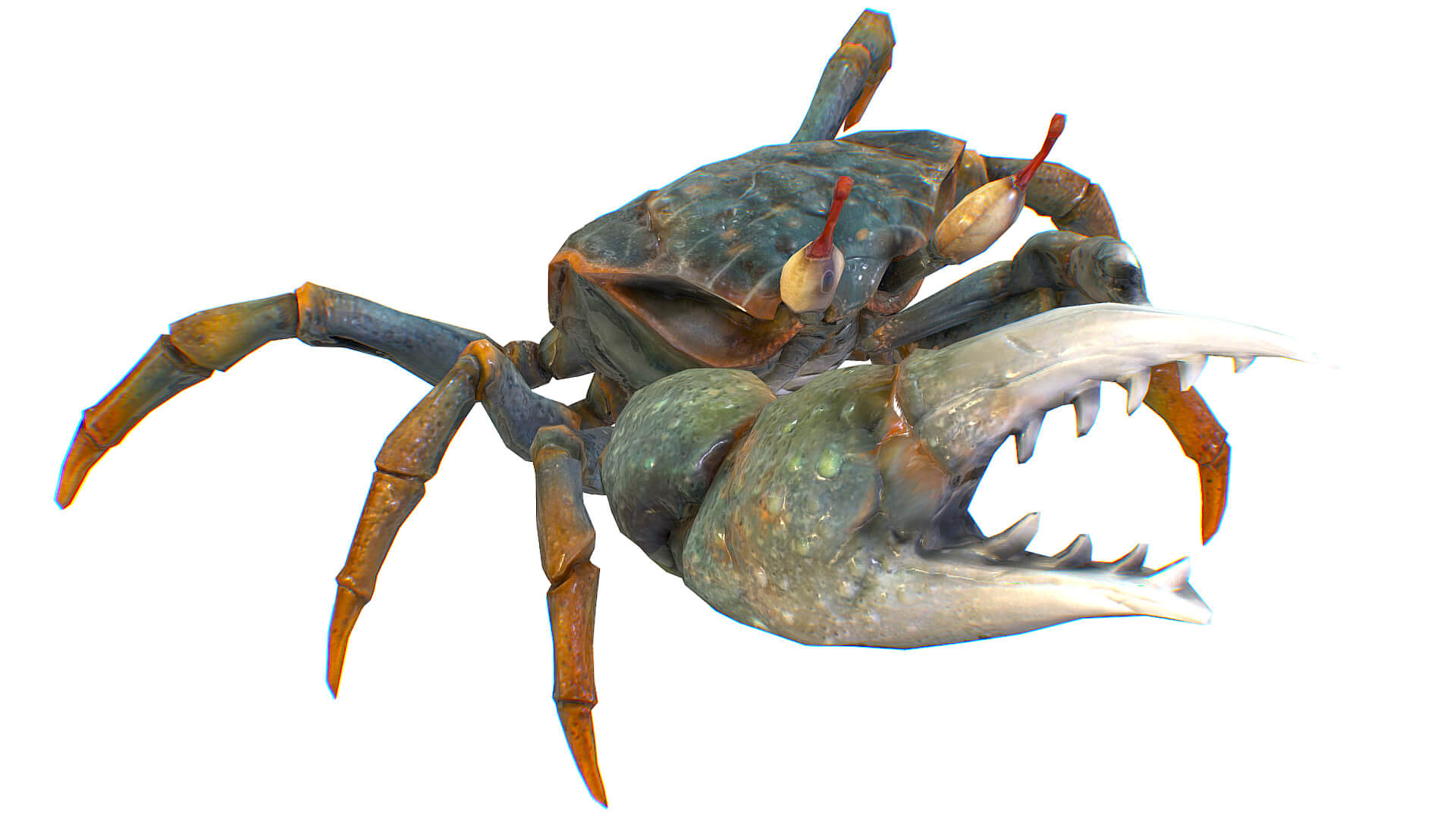 Tasmanian Giant Crab Blue Arthropods Sea Animal - 3D Model by LiveBook3D