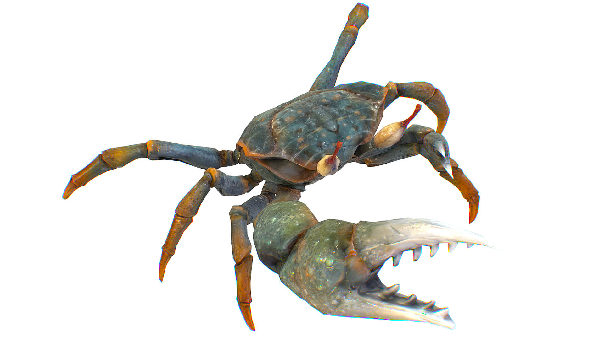 Tasmanian Giant Crab Blue Arthropods Sea Animal - 3D Model by LiveBook3D