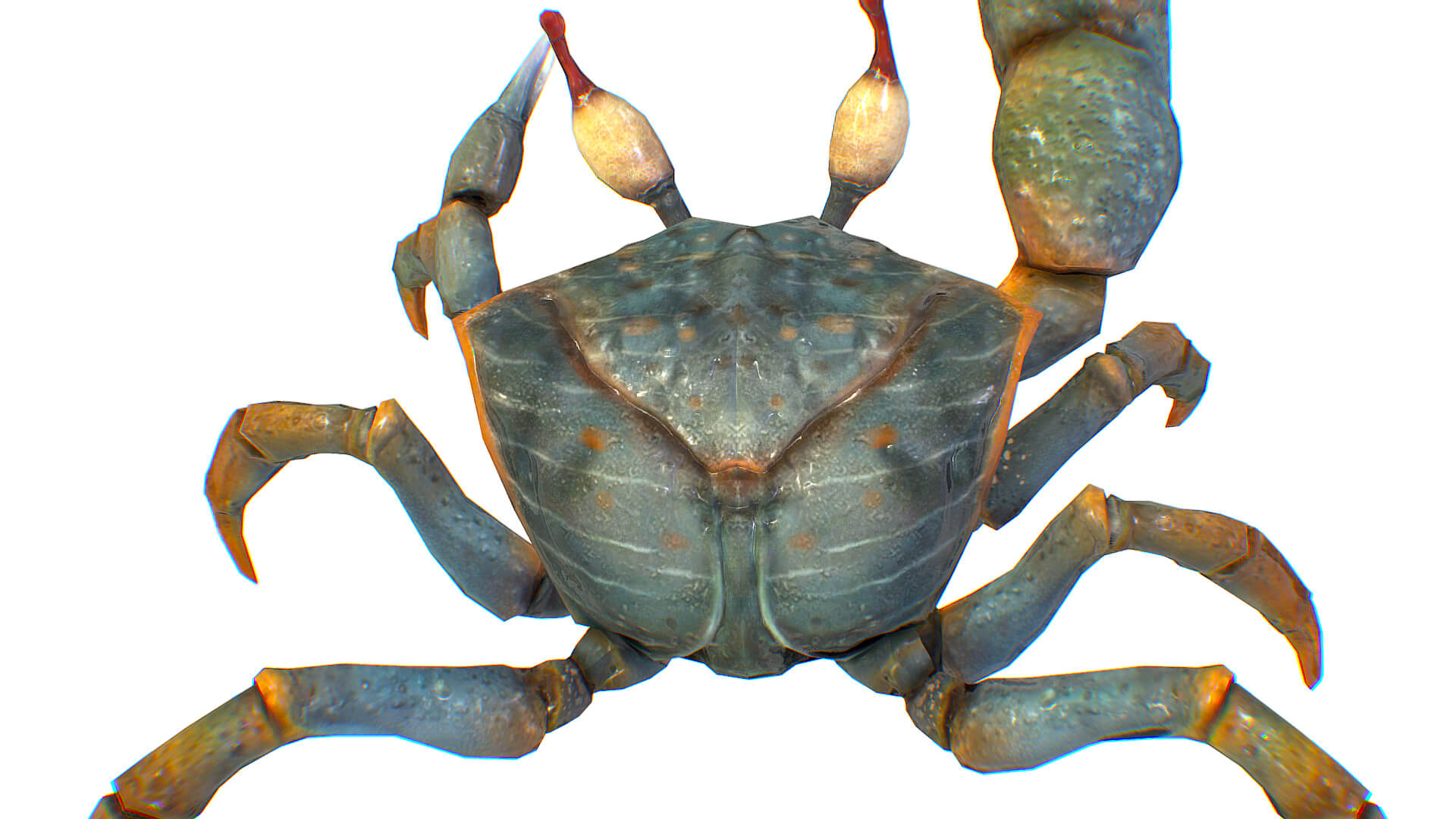 Tasmanian Giant Crab Blue Arthropods Sea Animal - 3D Model by LiveBook3D