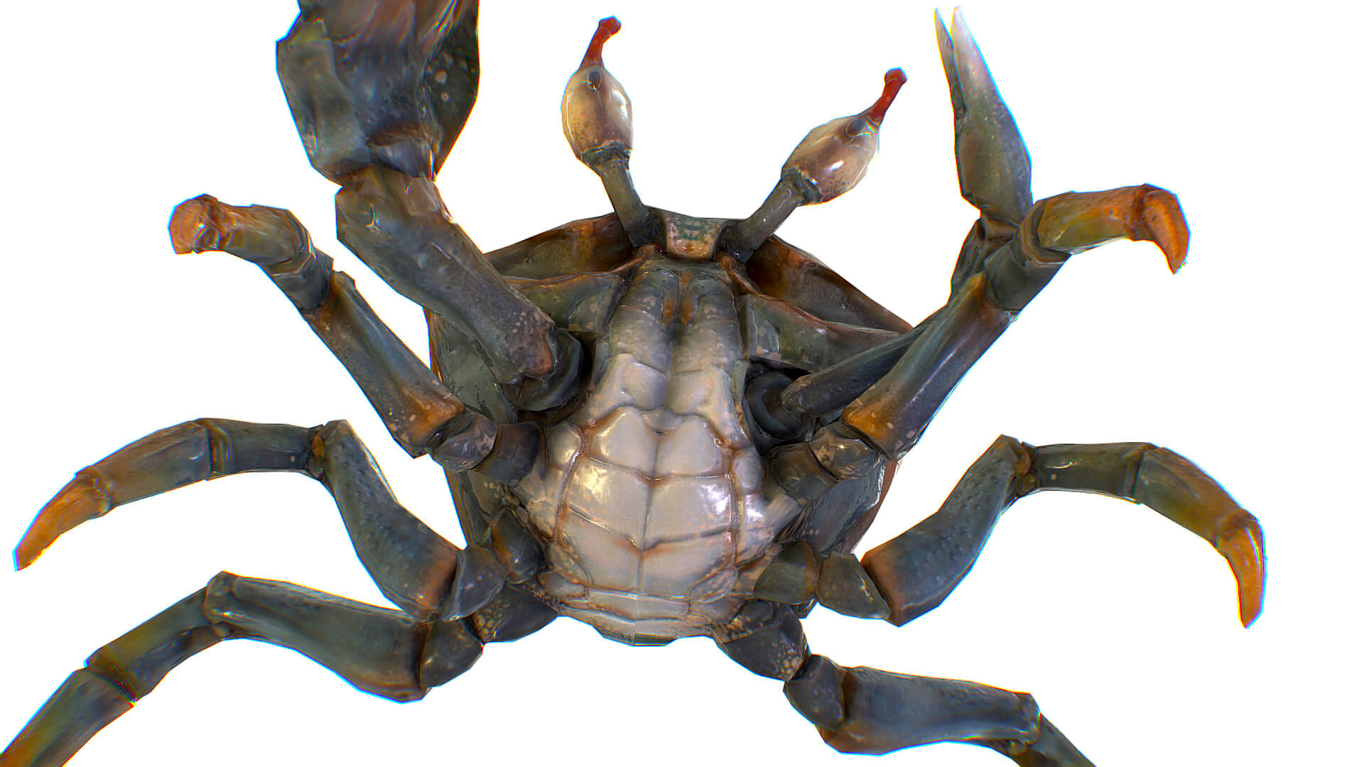 Tasmanian Giant Crab Blue Arthropods Sea Animal - 3D Model by LiveBook3D
