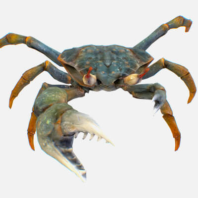 Tasmanian Giant Crab Blue Arthropods Sea Animal - 3D Model by LiveBook3D