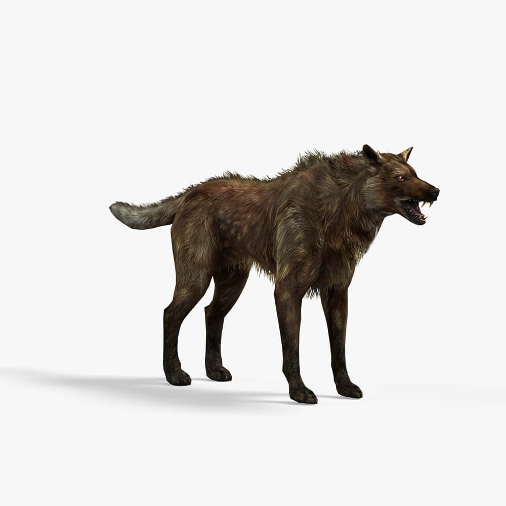 Wolf Brown Wolves Wild Animal Cayote Jackal Fox Dog 3D Model by LiveBook3D