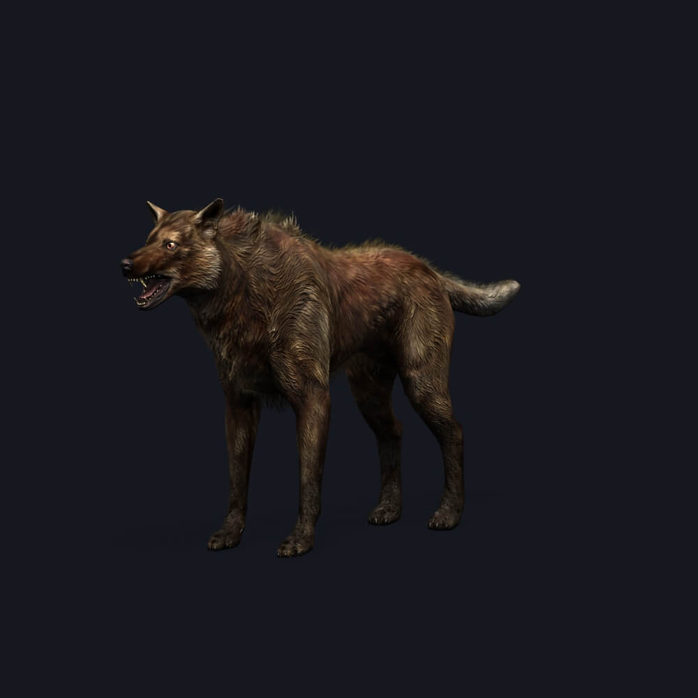 Wolf Brown Wolves Wild Animal Cayote Jackal Fox Dog 3D Model by LiveBook3D