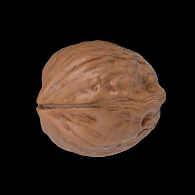 Walnut - 3D Model by LowPoly-Studio