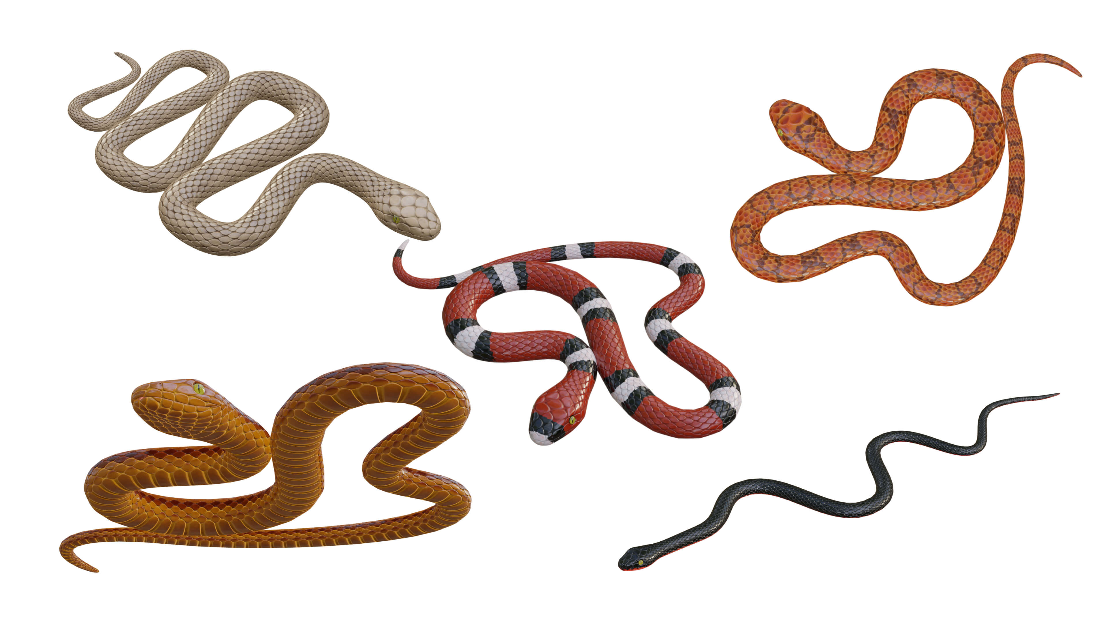 Snake Procedural - 3D Model by ludmi