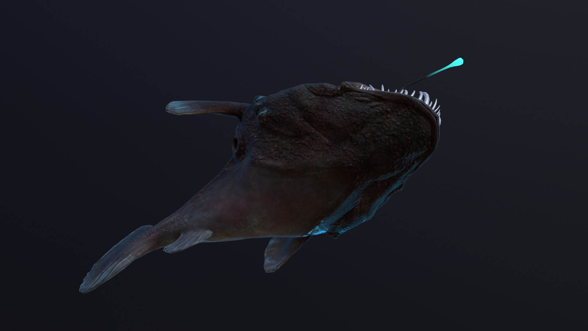 Angler Fish - 3D Model by MadeCG