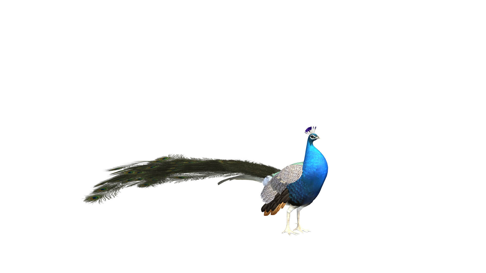 Peacock - 3D Model by MadeCG