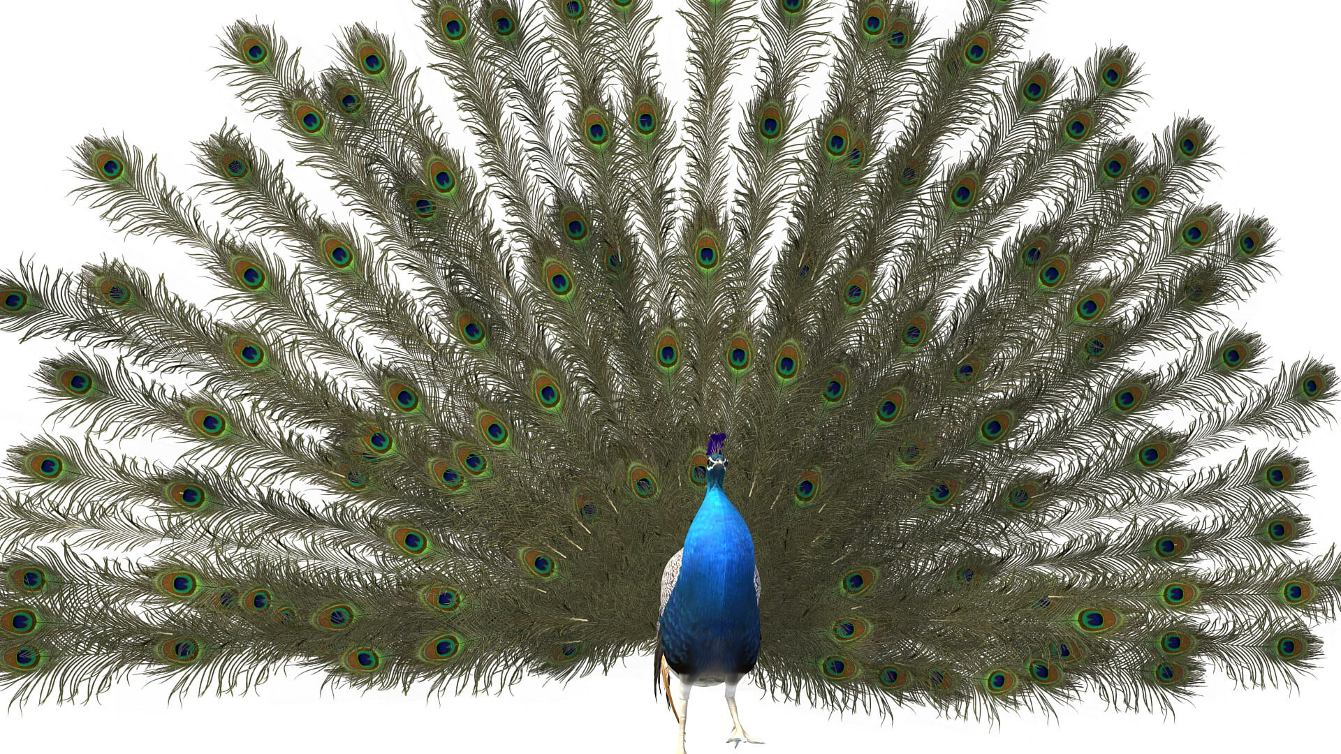 Peacock - 3D Model by MadeCG