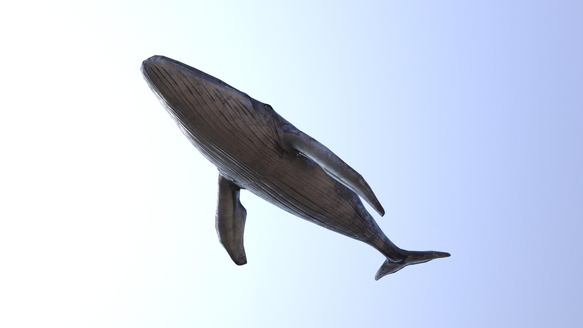 Blue Whale - 3D Model by MadeCG
