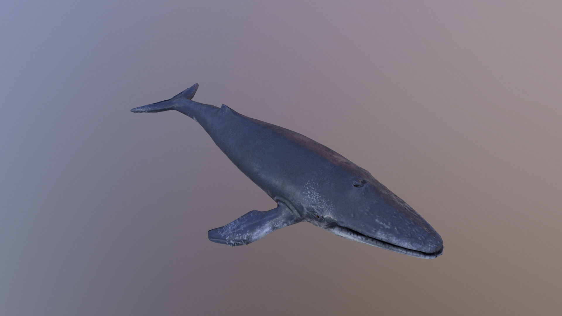 Blue Whale - 3D Model by MadeCG