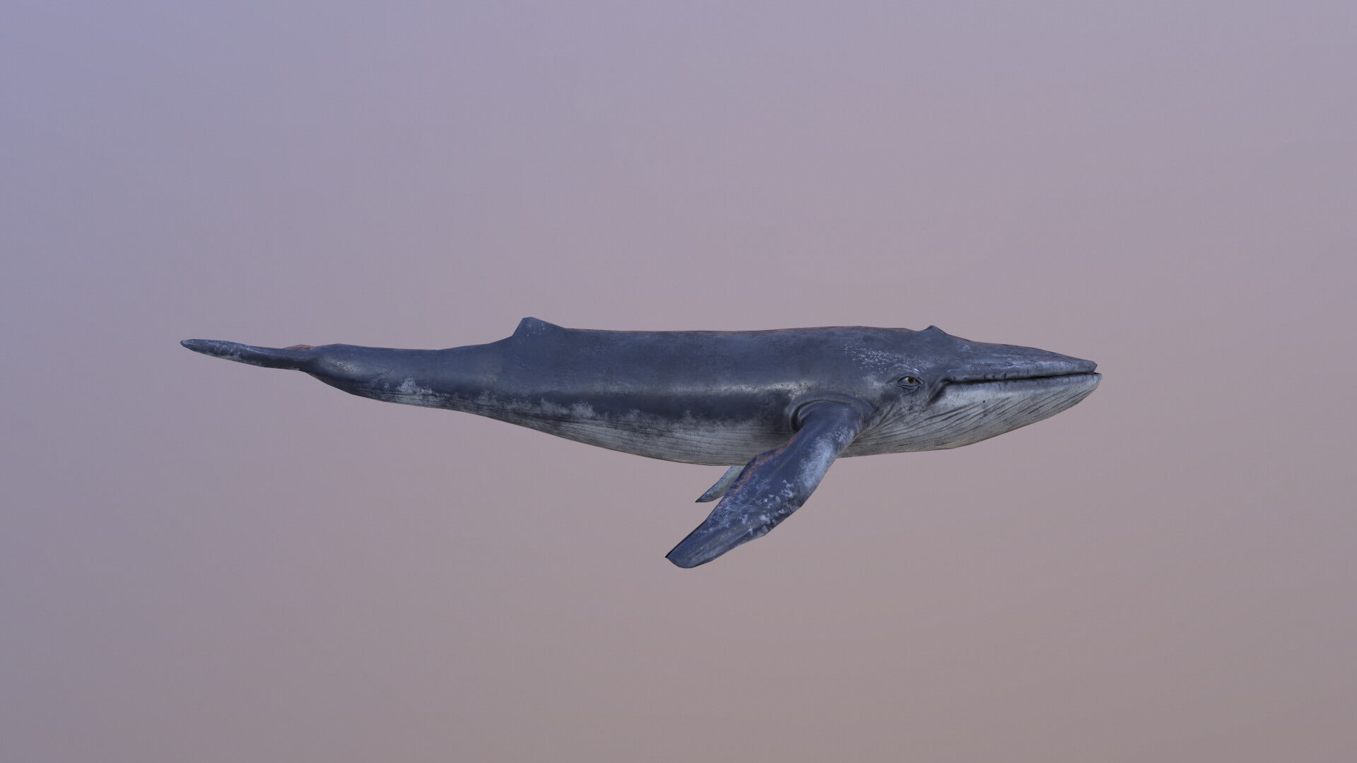 Blue Whale - 3D Model by MadeCG
