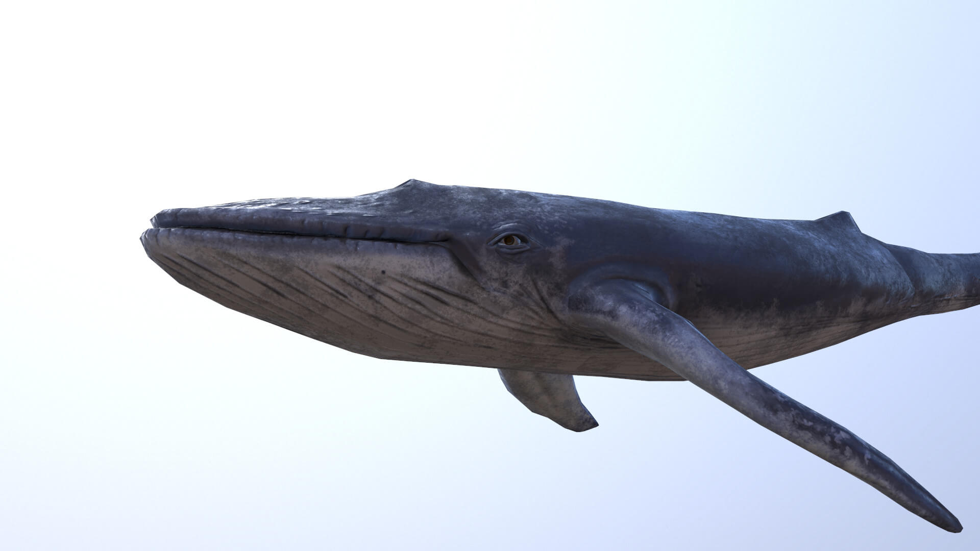 Blue Whale - 3D Model by MadeCG