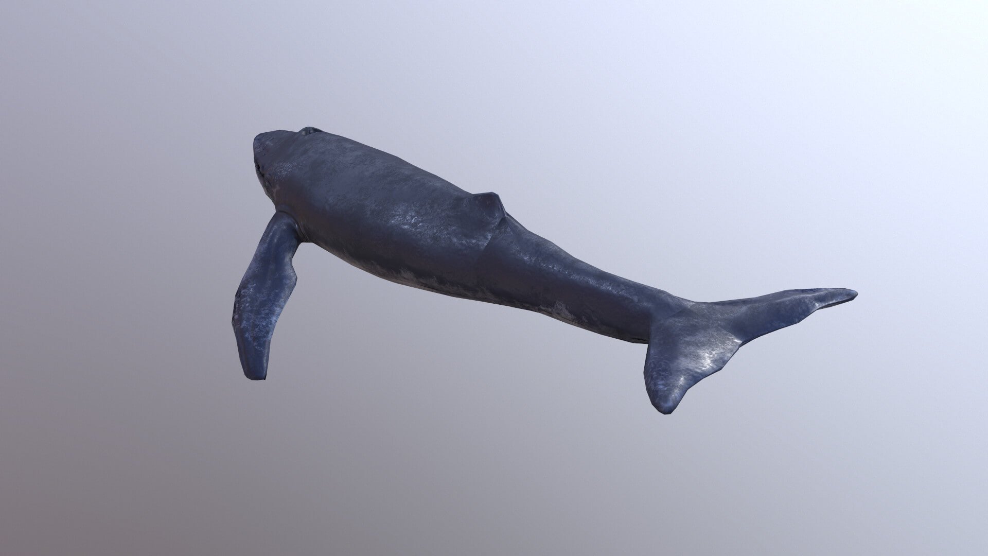 Blue Whale - 3D Model by MadeCG