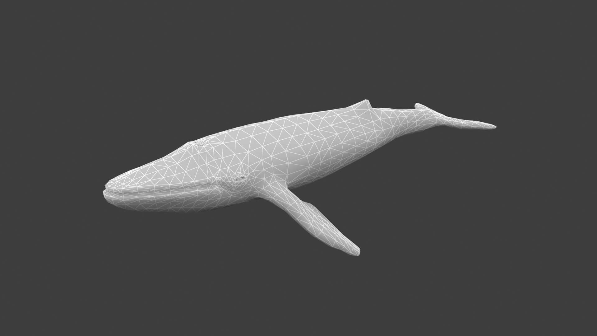 Blue Whale - 3D Model by MadeCG