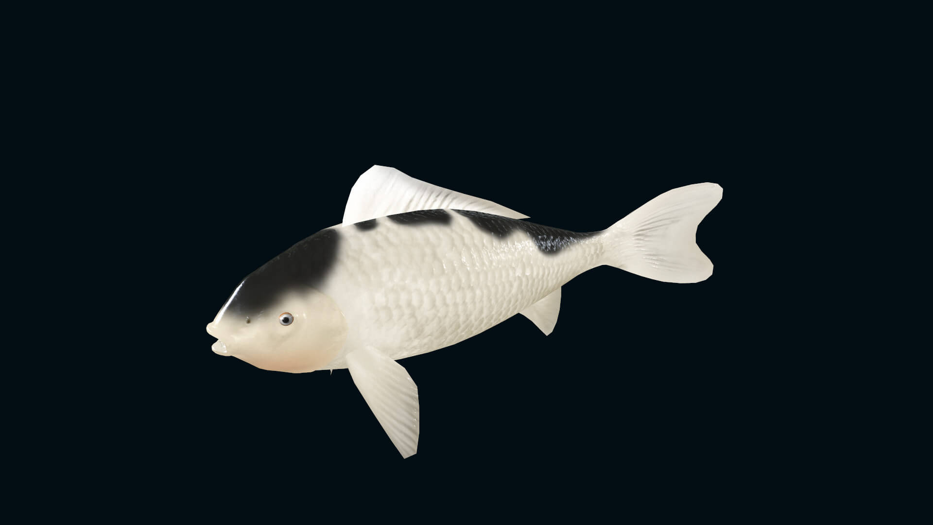 Animated Carp Fish Koi - 3D Model by MadeCG