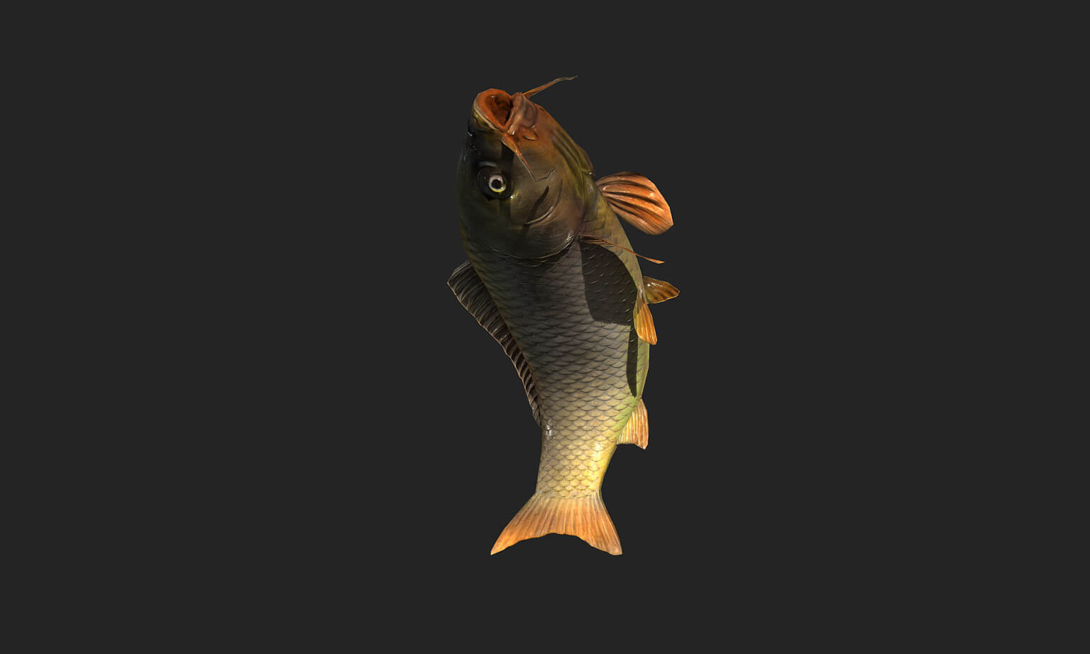 Carp Fish - 3D Model by MadeCG