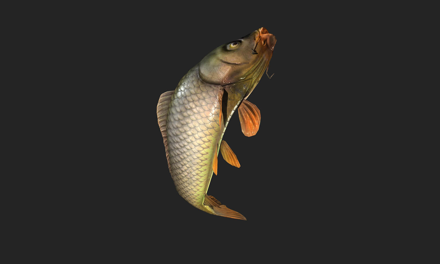 Carp Fish - 3D Model by MadeCG