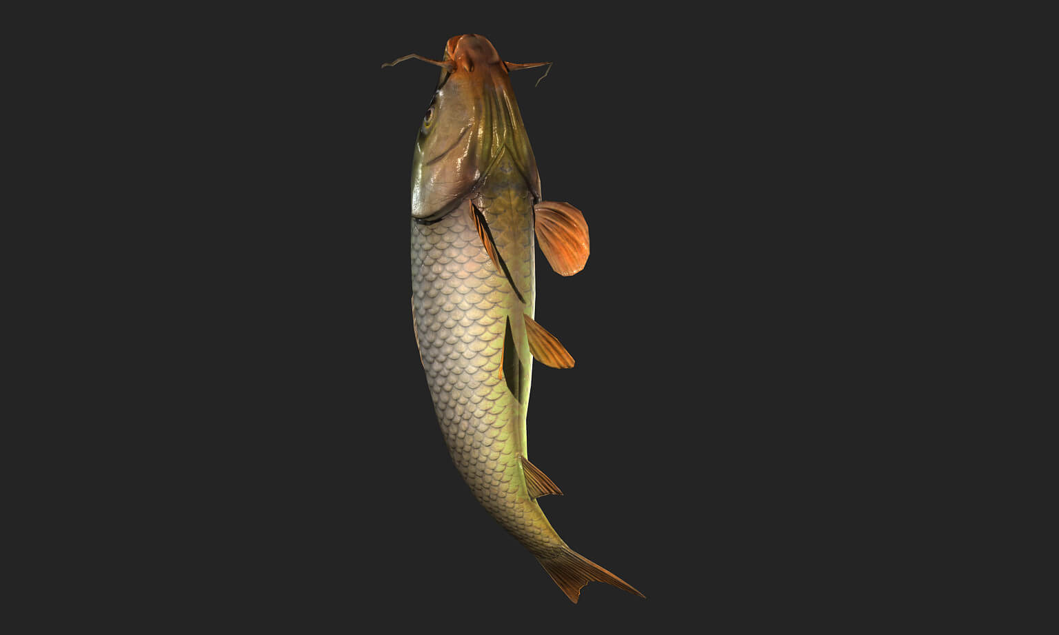 Carp Fish - 3D Model by MadeCG
