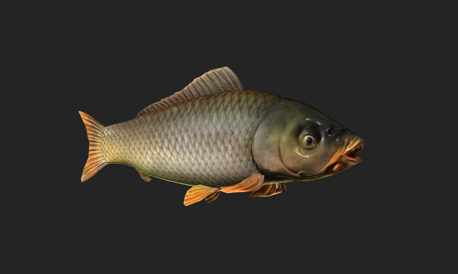 Carp Fish - 3D Model by MadeCG