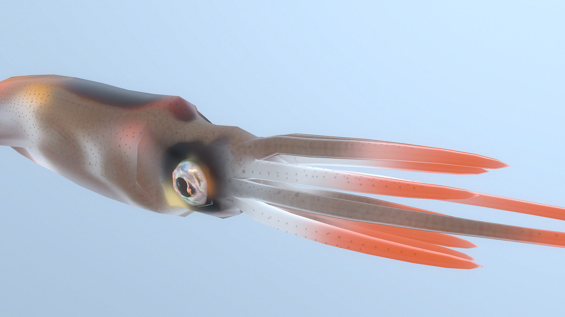 Cuttlefish - 3D Model by MadeCG