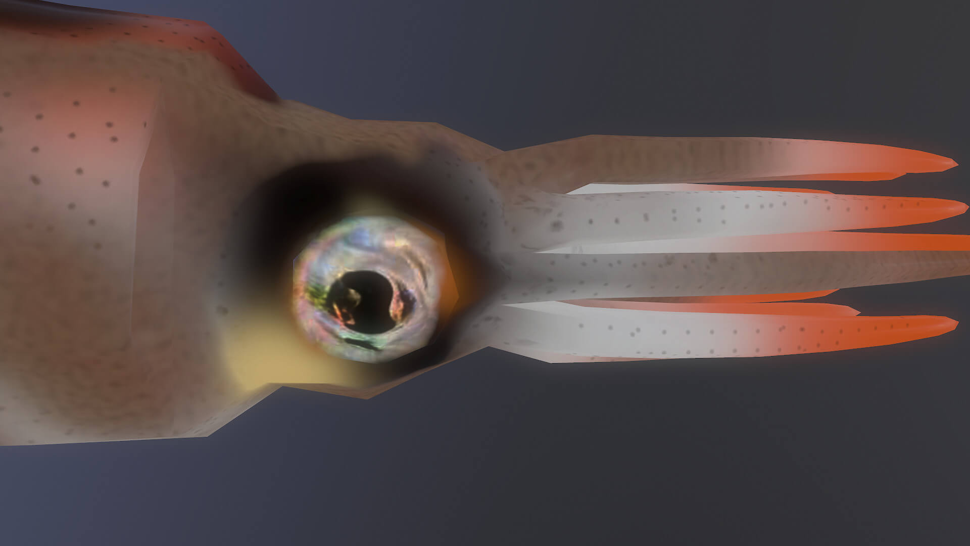 Cuttlefish - 3D Model by MadeCG