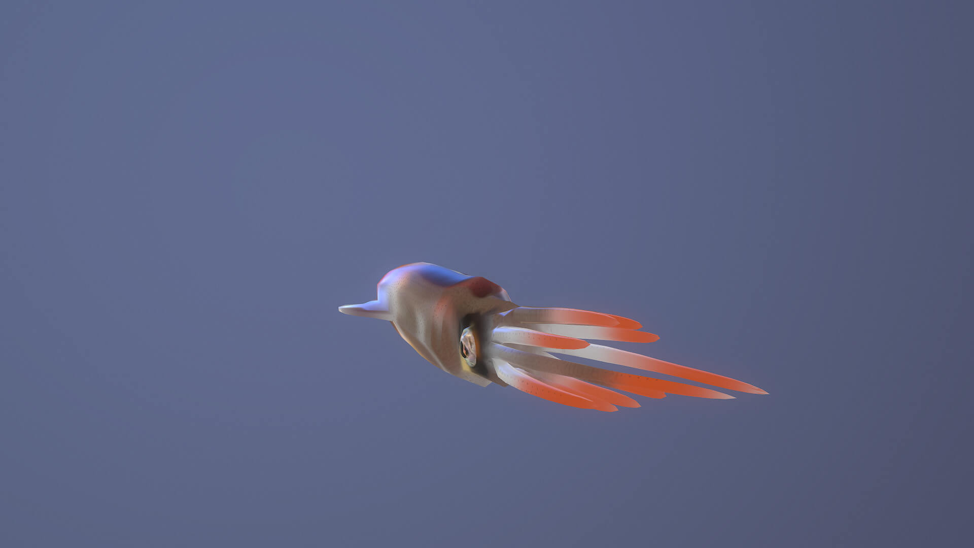 Cuttlefish - 3D Model by MadeCG