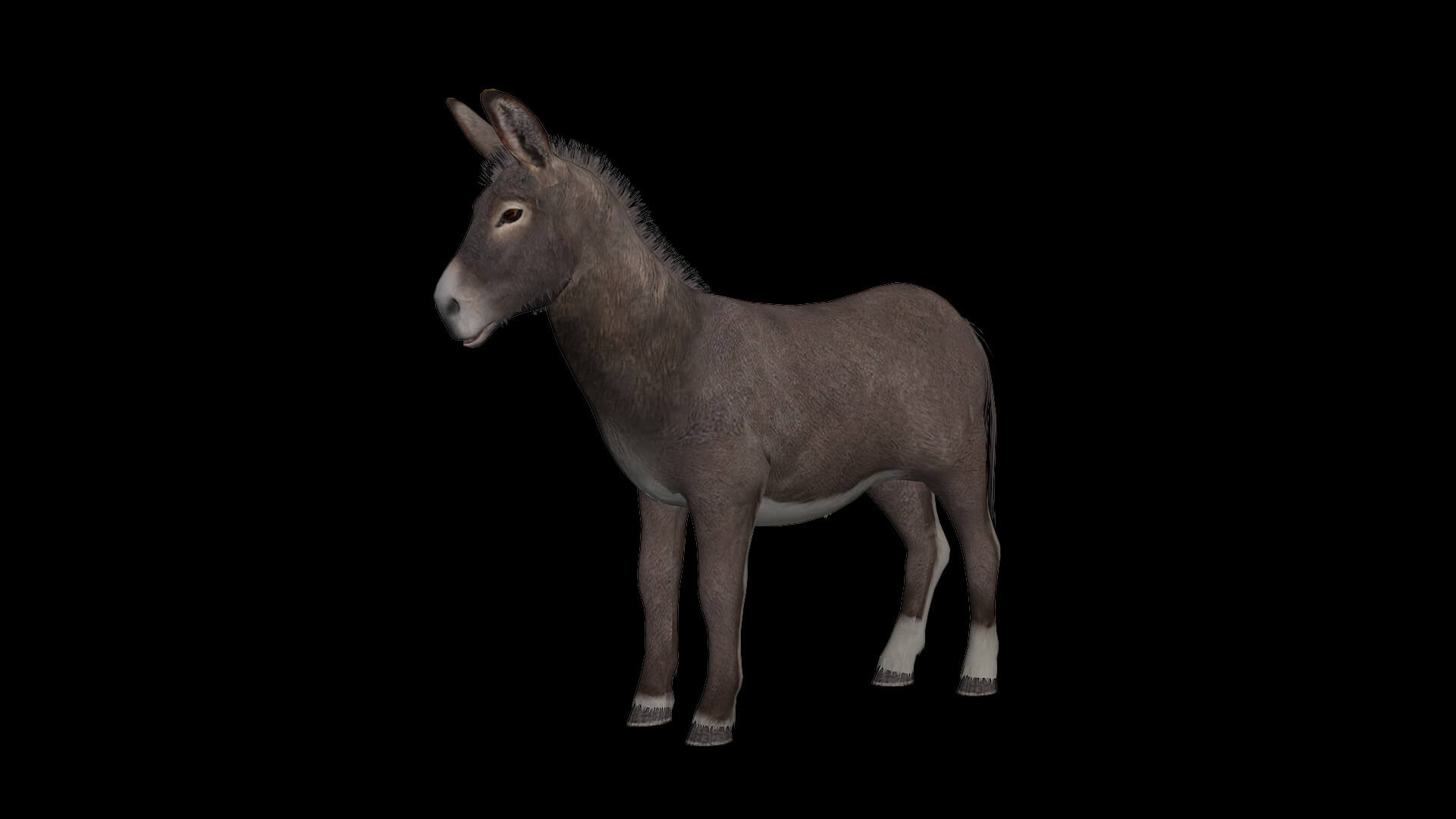 Donkey - 3D Model by MadeCG