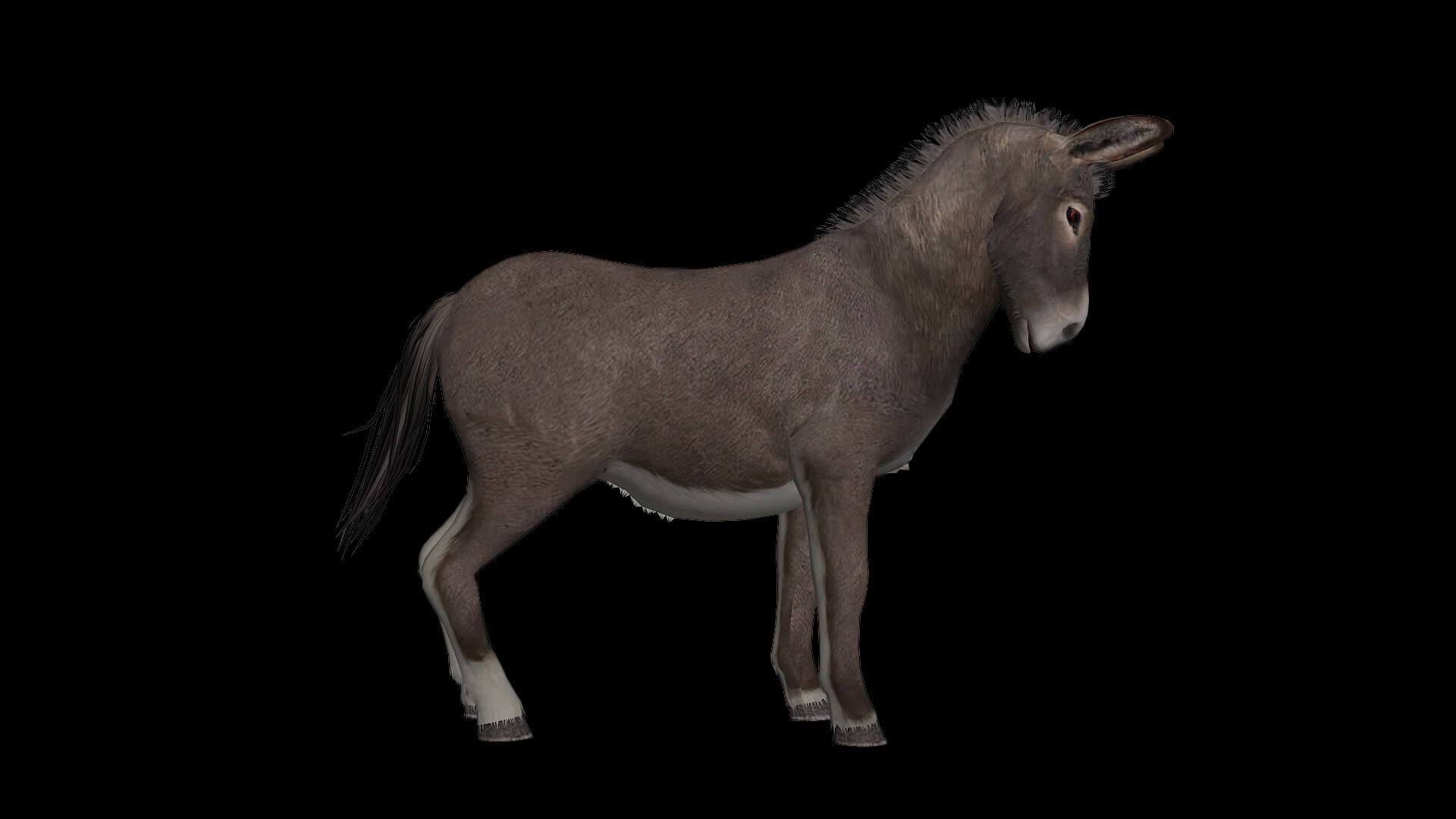 Donkey - 3D Model by MadeCG