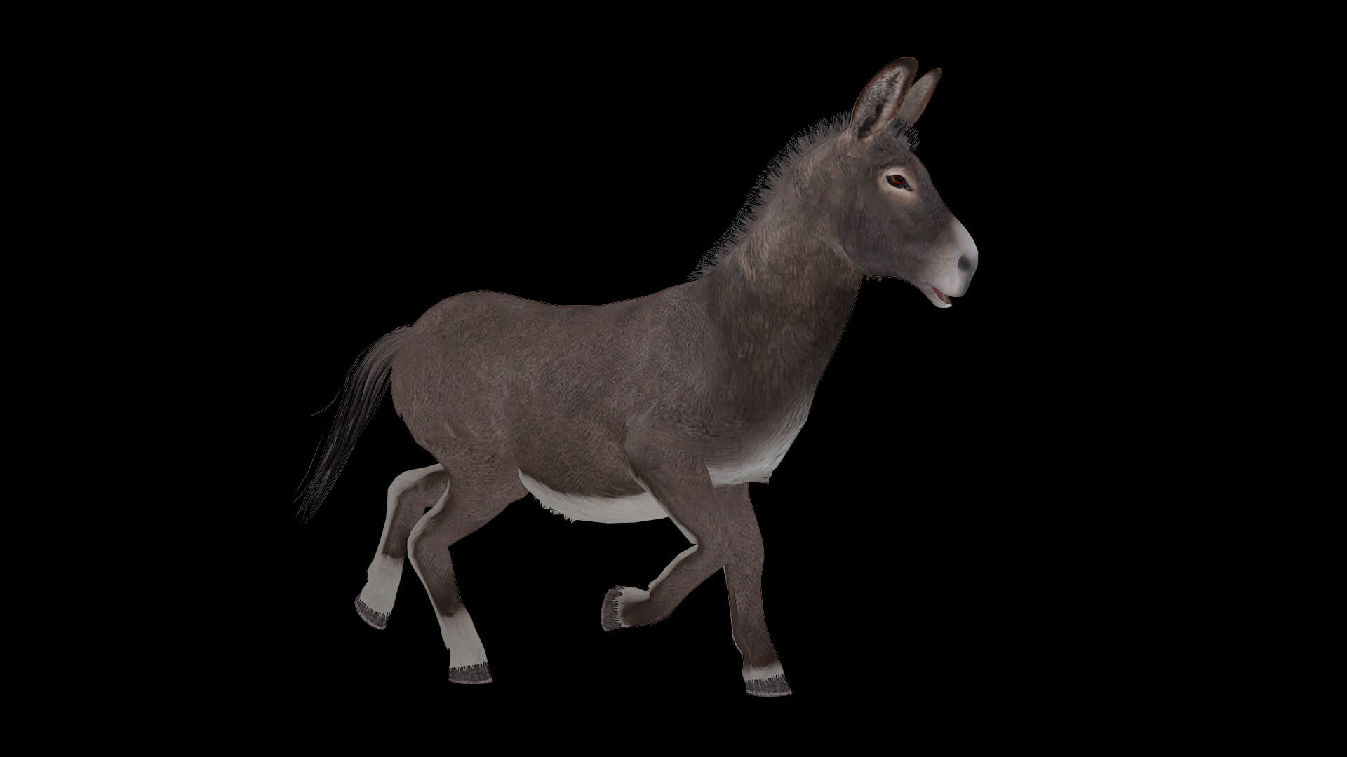 Donkey - 3D Model by MadeCG