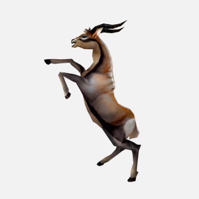 Animated Gazelle Antelope Springbok - 3D Model by MadeCG
