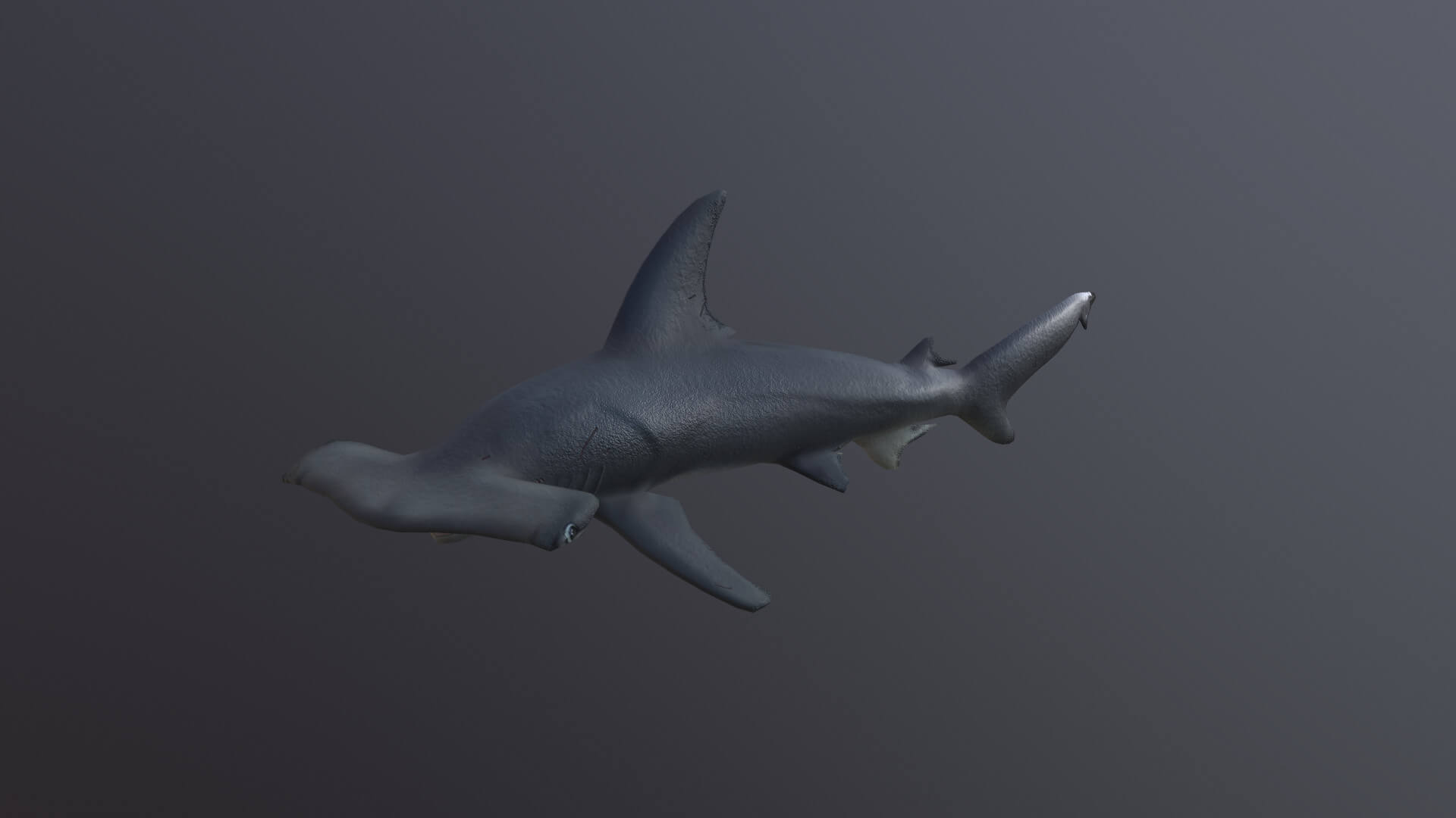 Hammerhead Shark - 3D Model by MadeCG