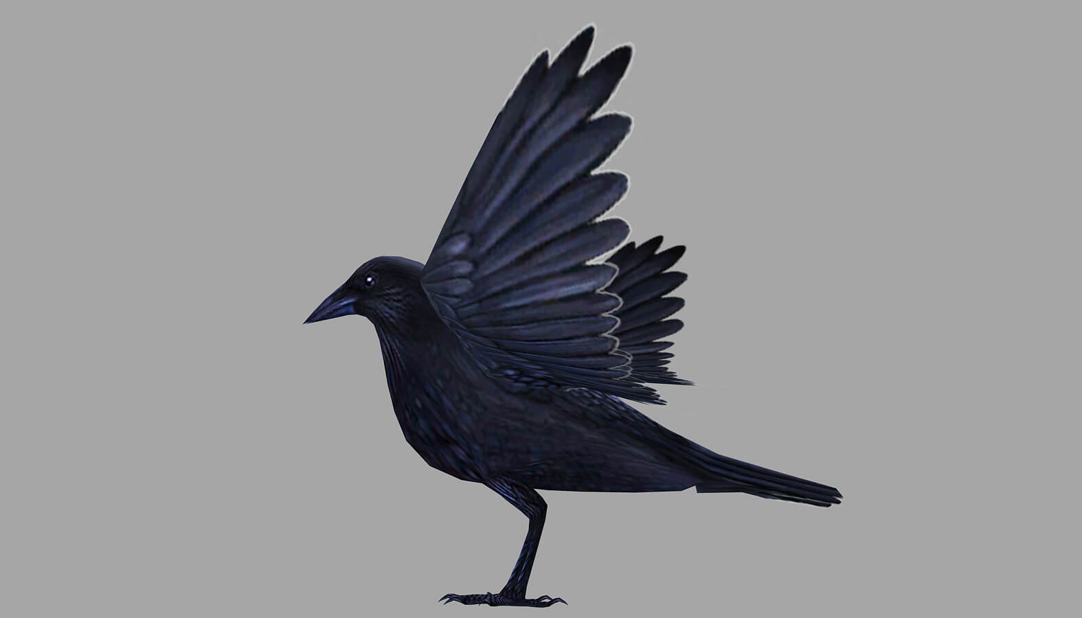 Crow - 3D Model by MadeCG