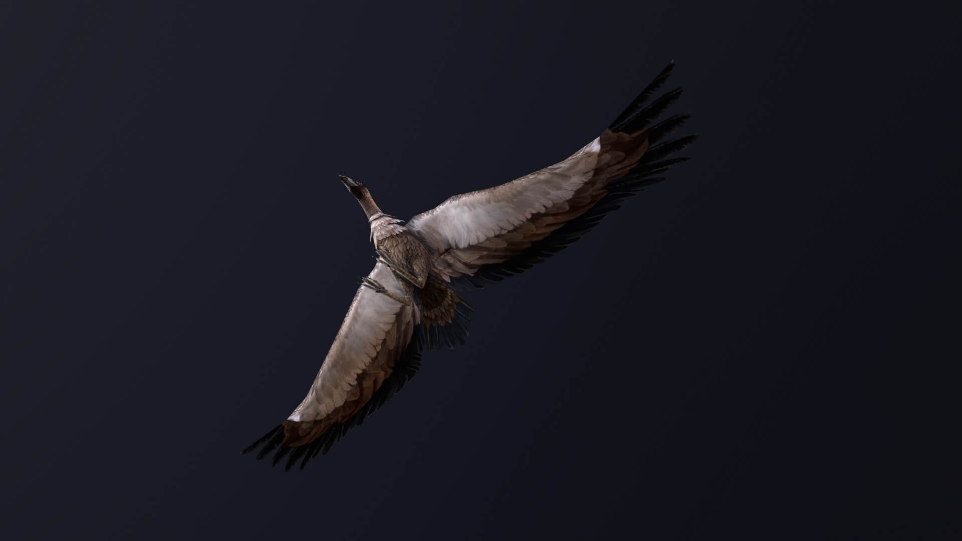Vulture - 3D Model by MadeCG