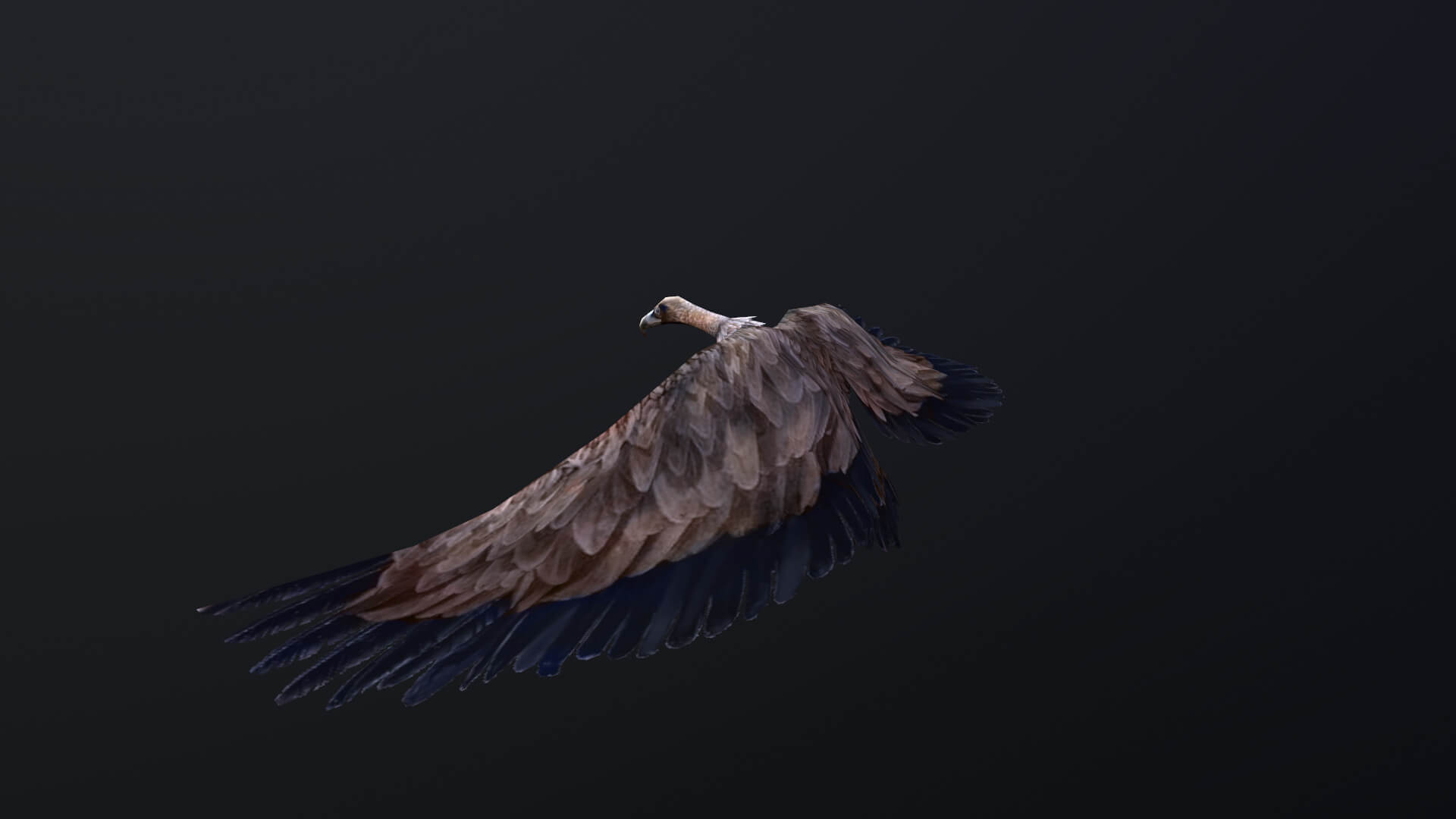 Vulture - 3D Model by MadeCG