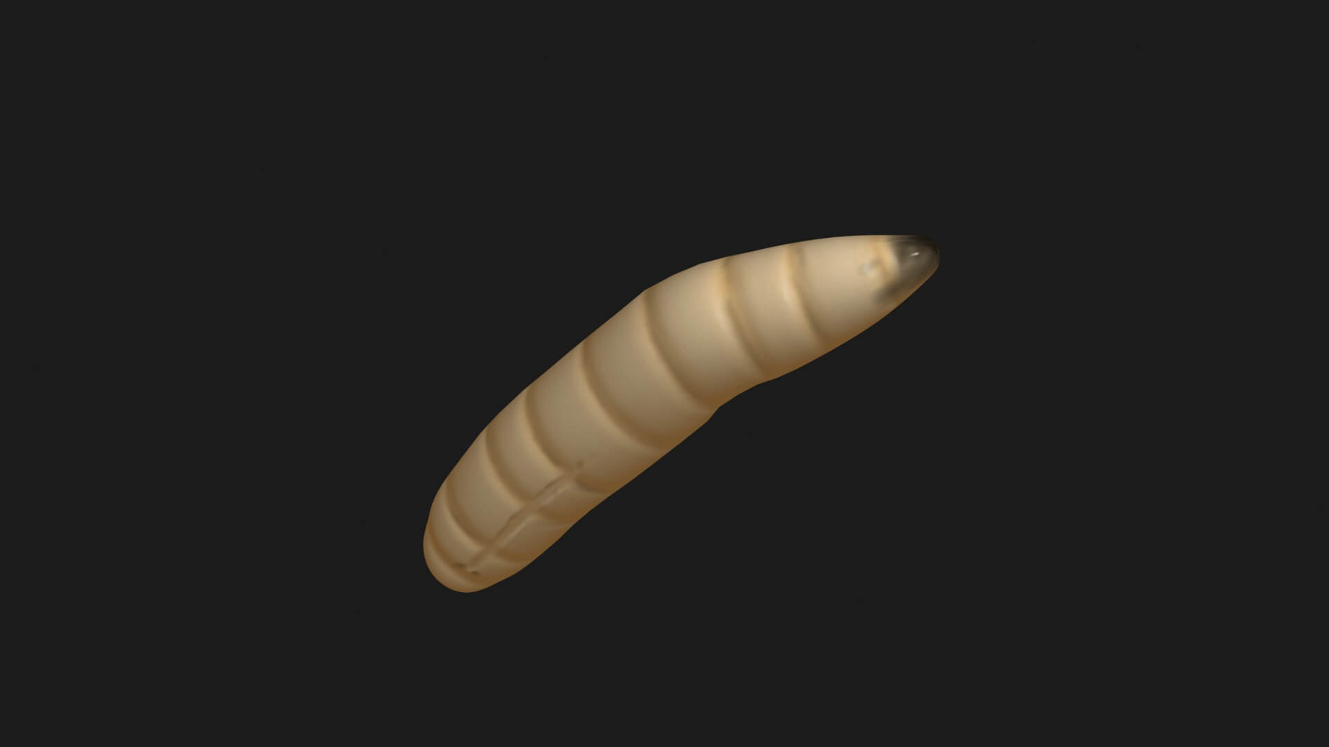 Animated Maggot - 3D Model by MadeCG