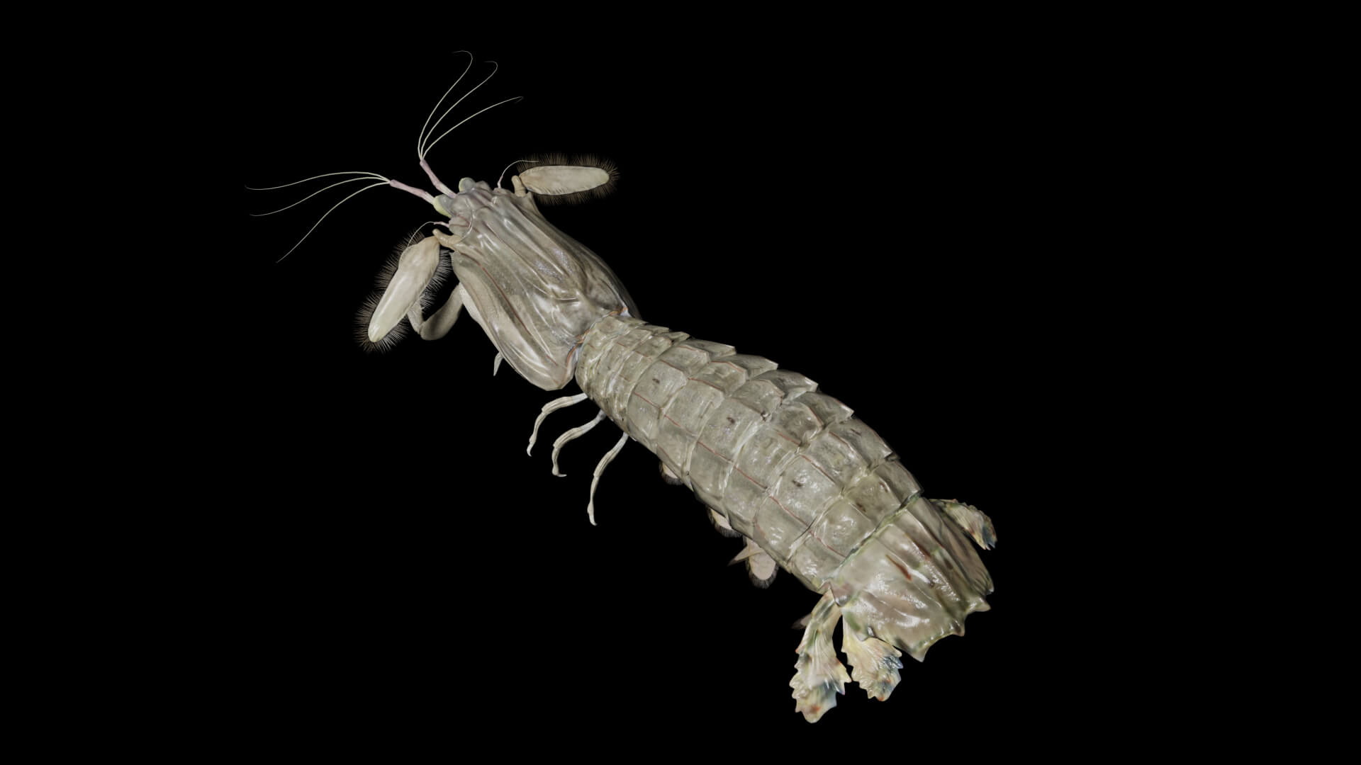 Animated Mantis Shrimp - 3D Model by MadeCG