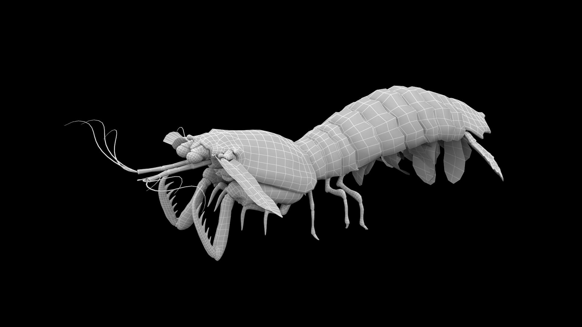Animated Mantis Shrimp - 3D Model by MadeCG