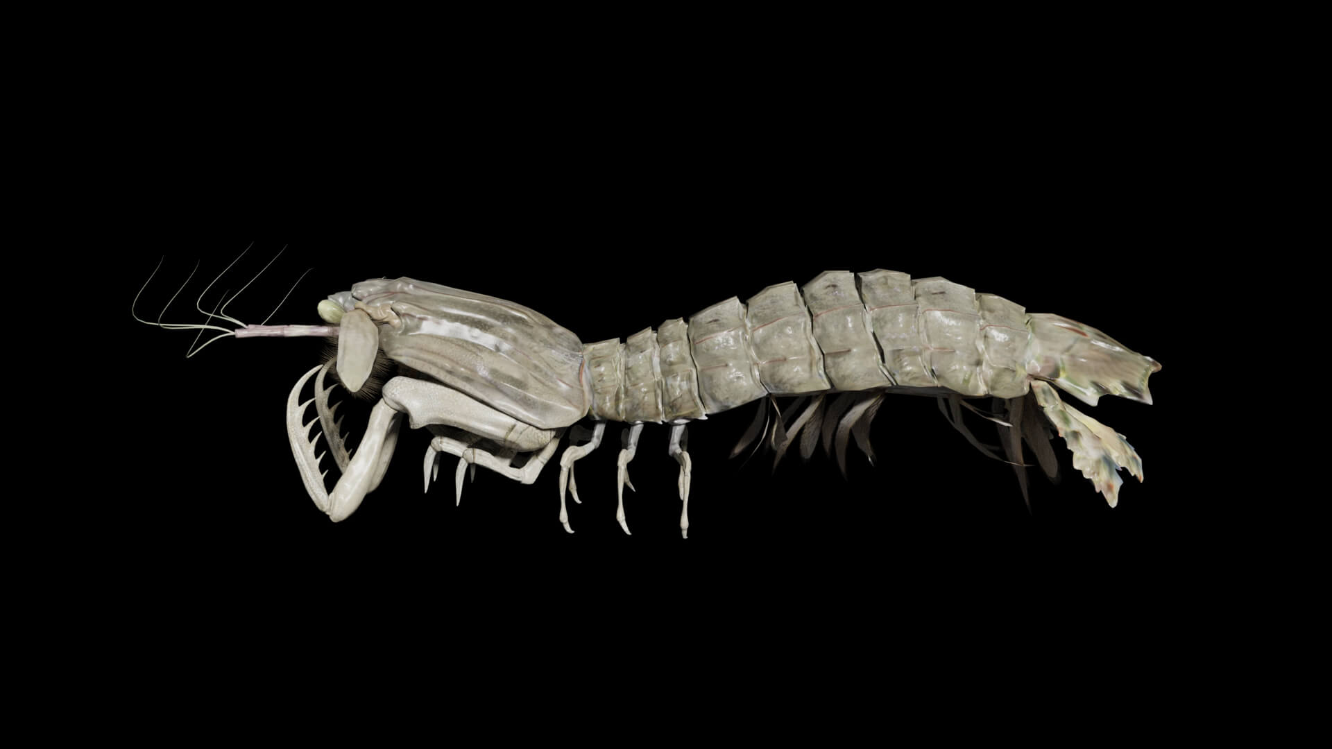 Animated Mantis Shrimp - 3D Model by MadeCG