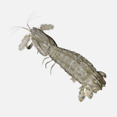 Animated Mantis Shrimp - 3D Model by MadeCG
