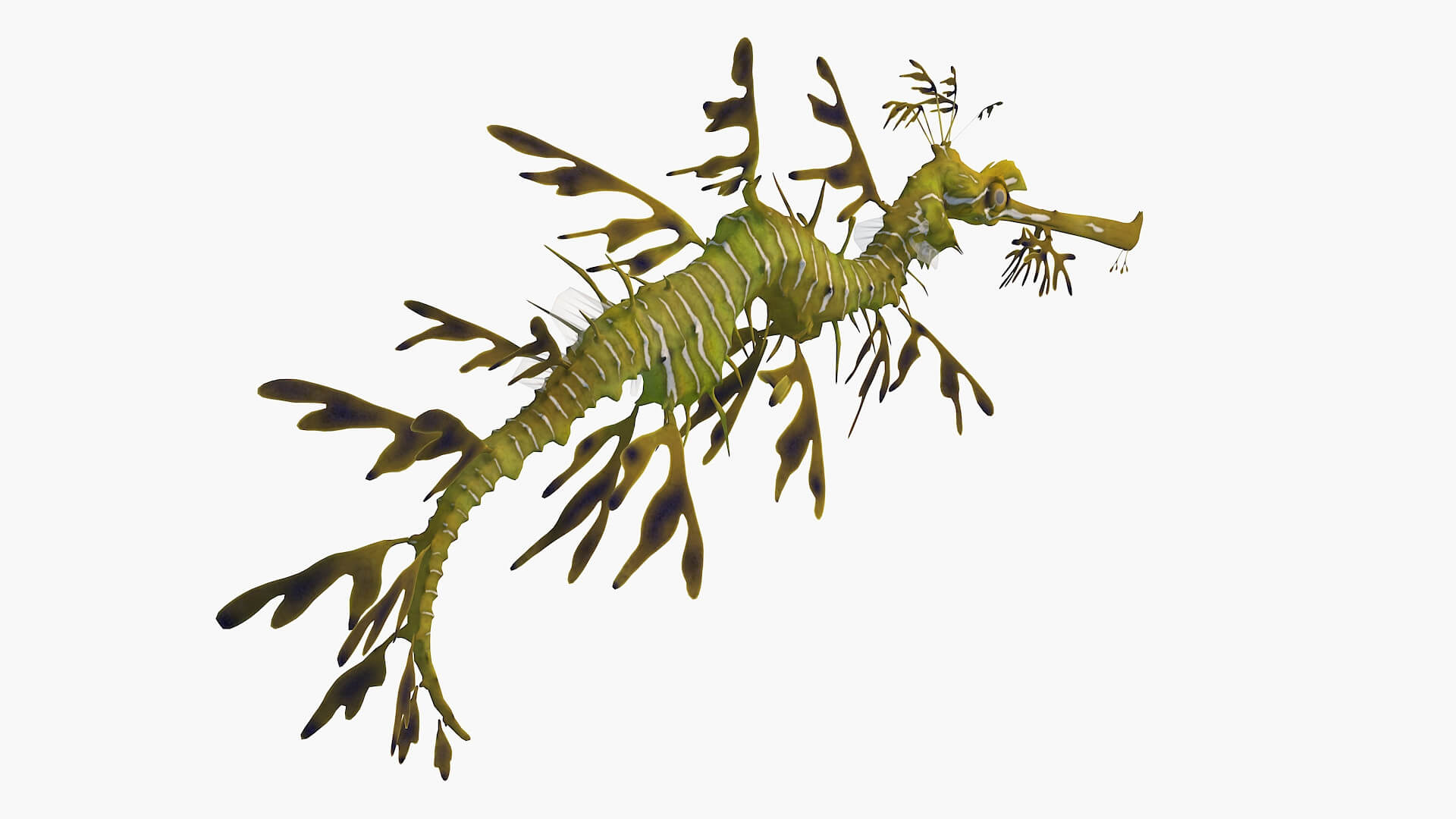 Phycodurus Seadragon - 3D Model by MadeCG