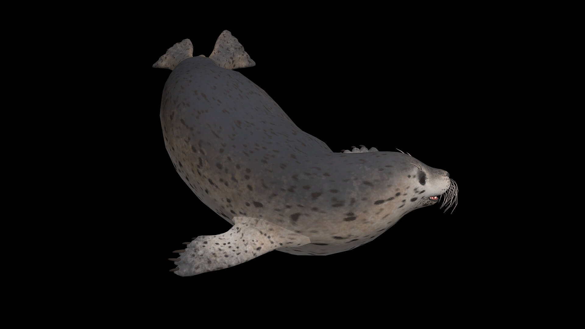 Seal - 3D Model by MadeCG